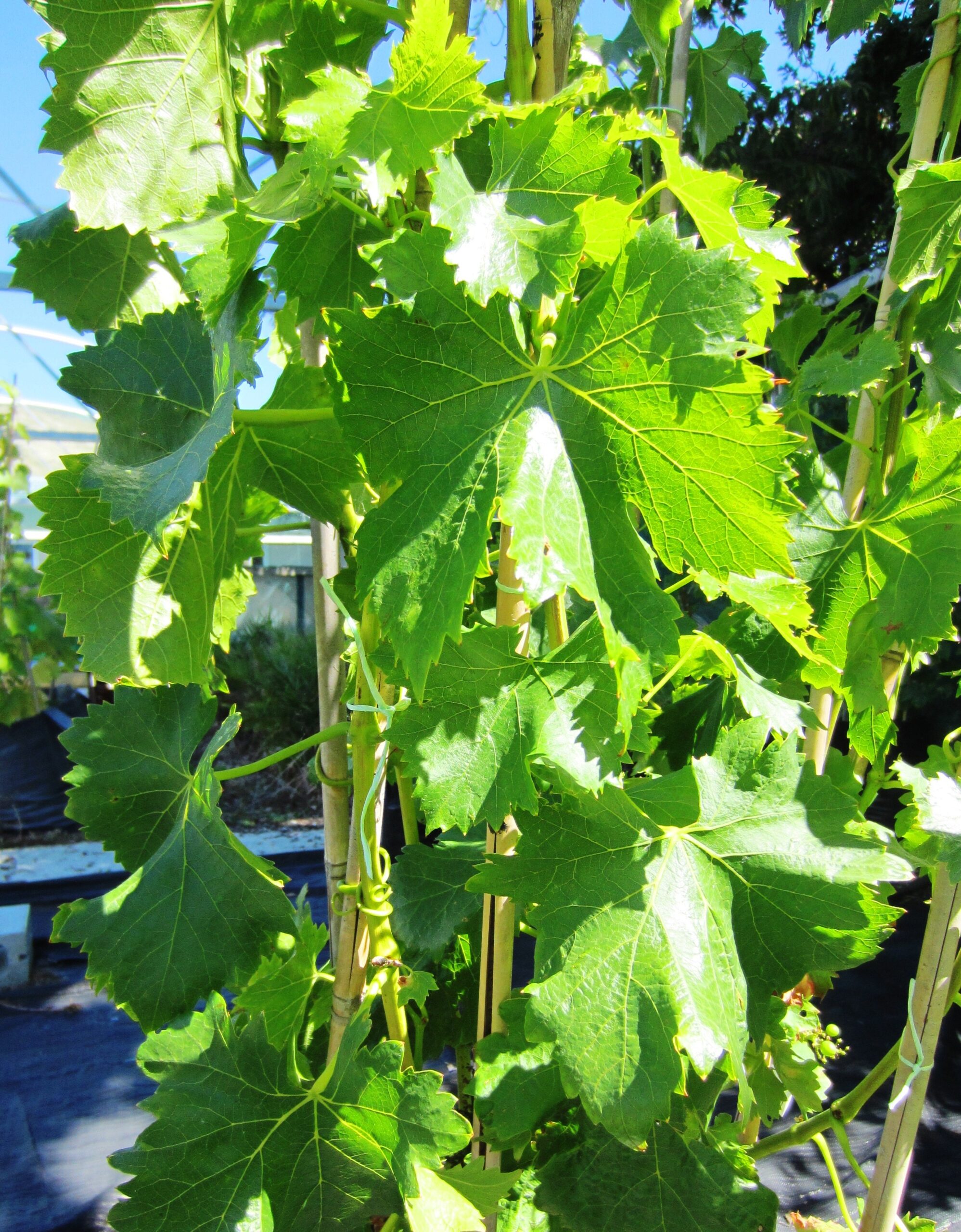 GRAD Grenache – Grapevines