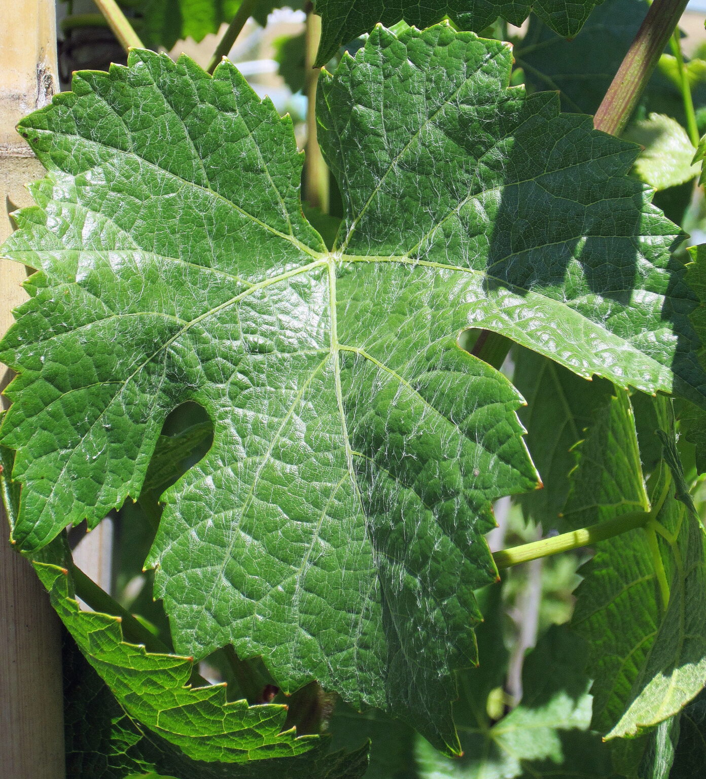Pinot noir UCD5, typical leaf (colour and shape) – Grapevines