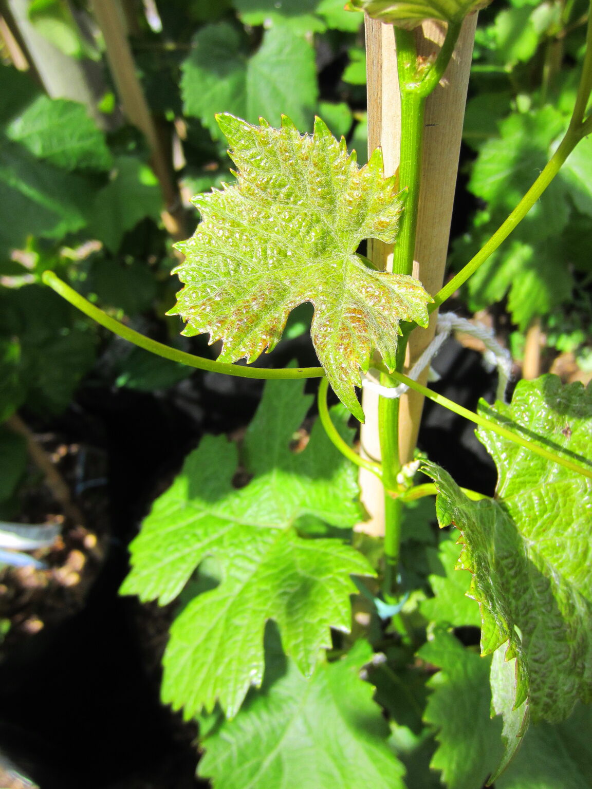 Pinot noir, RM, 9.5, image 2 — note leaf colouration and shape – Grapevines